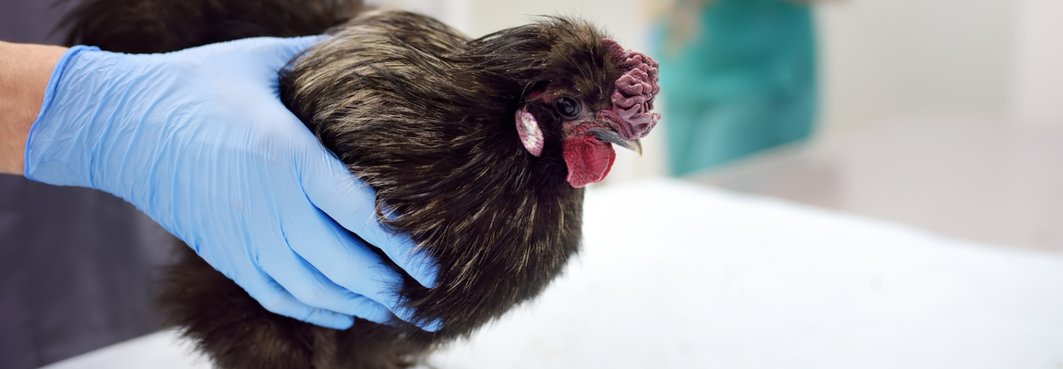 Bird Flu Outbreak In Odisha: First Human Case Of Bird Flu Detected In ...