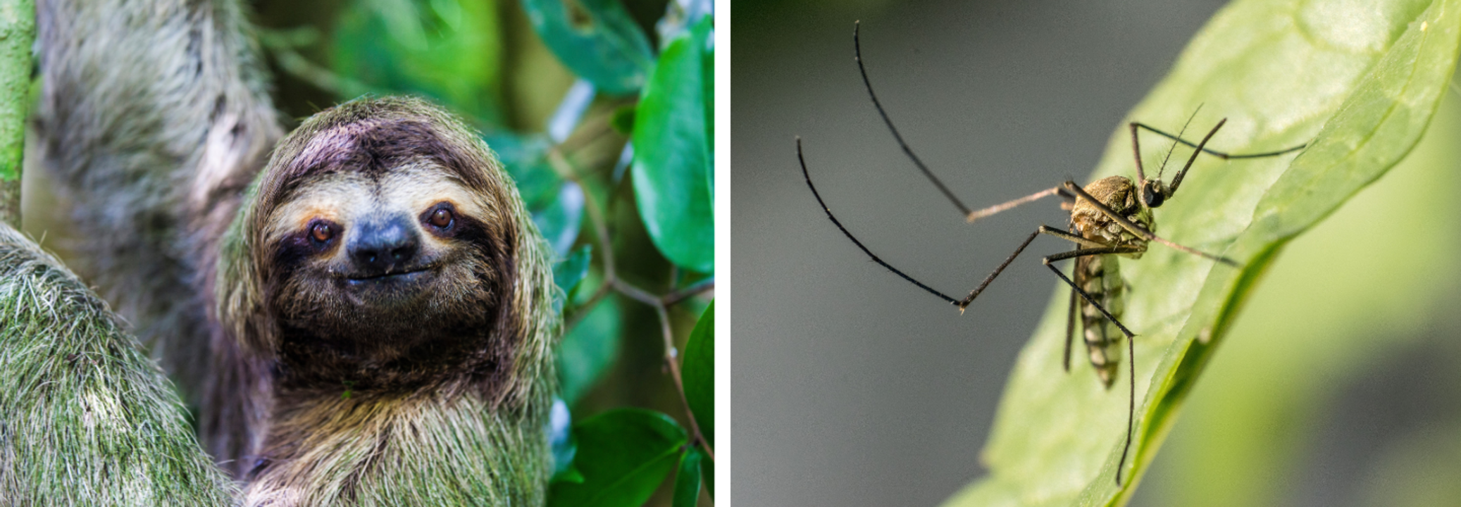 Sloth Fever Vs West Nile Fever: The What, When, How And Its Prevention ...