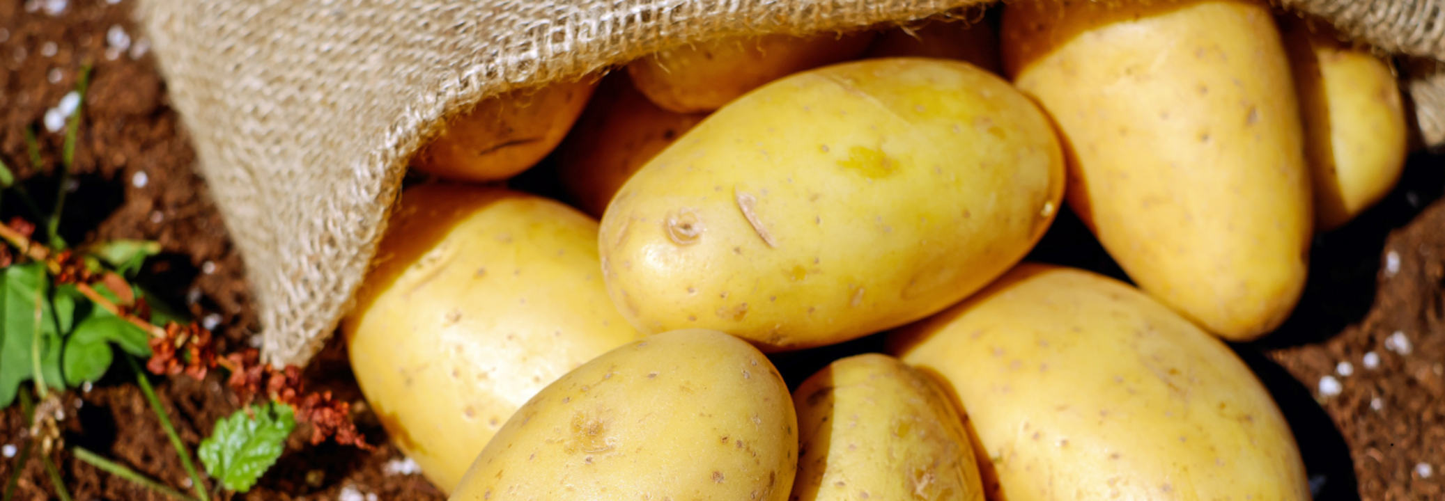 A Friend Or An Enemy: Can Potatoes Help In Your Weight Loss Journey ...