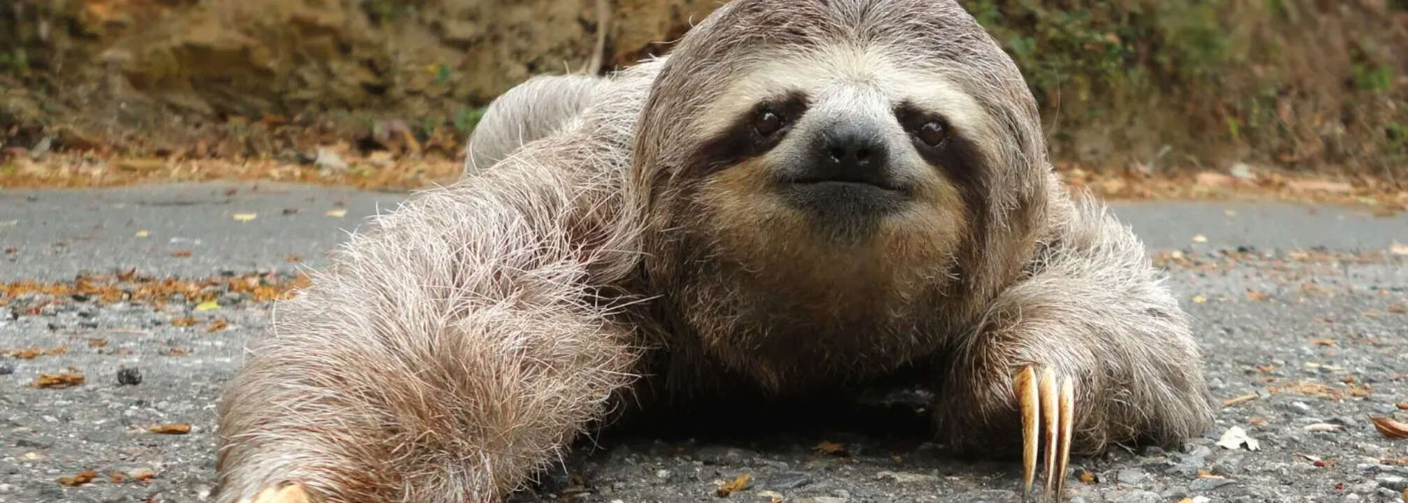 Sloth Fever Virus Detected in US and Europe—Here’s How It Spreads ...