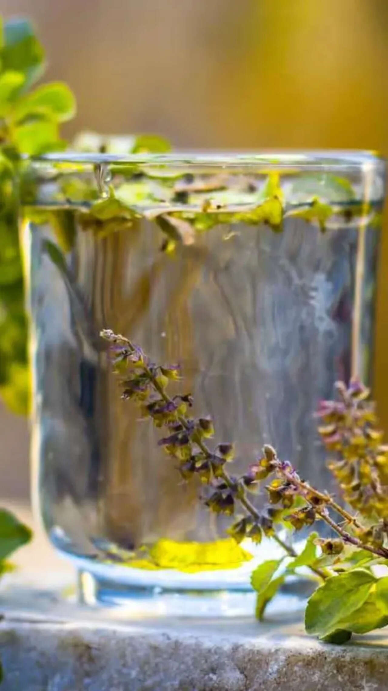 Health Benefits Of Drinking Tulsi Water