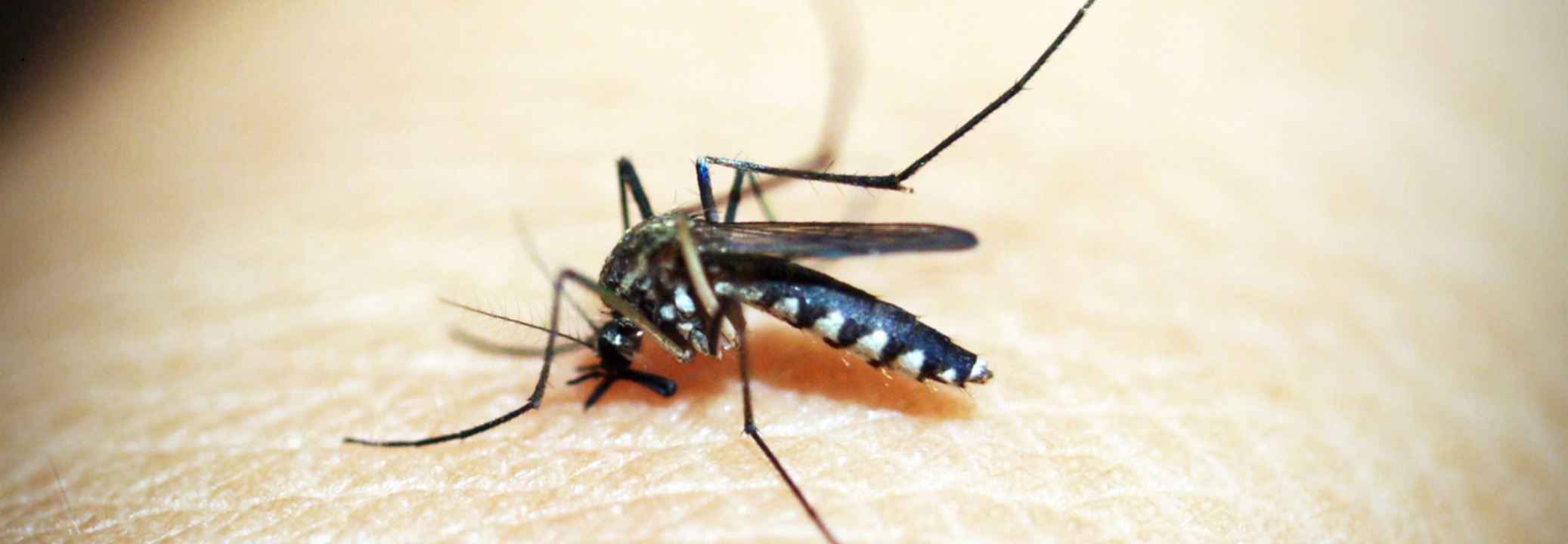 Dengue Cases Surge In Different Parts Of The Country | Health and Me