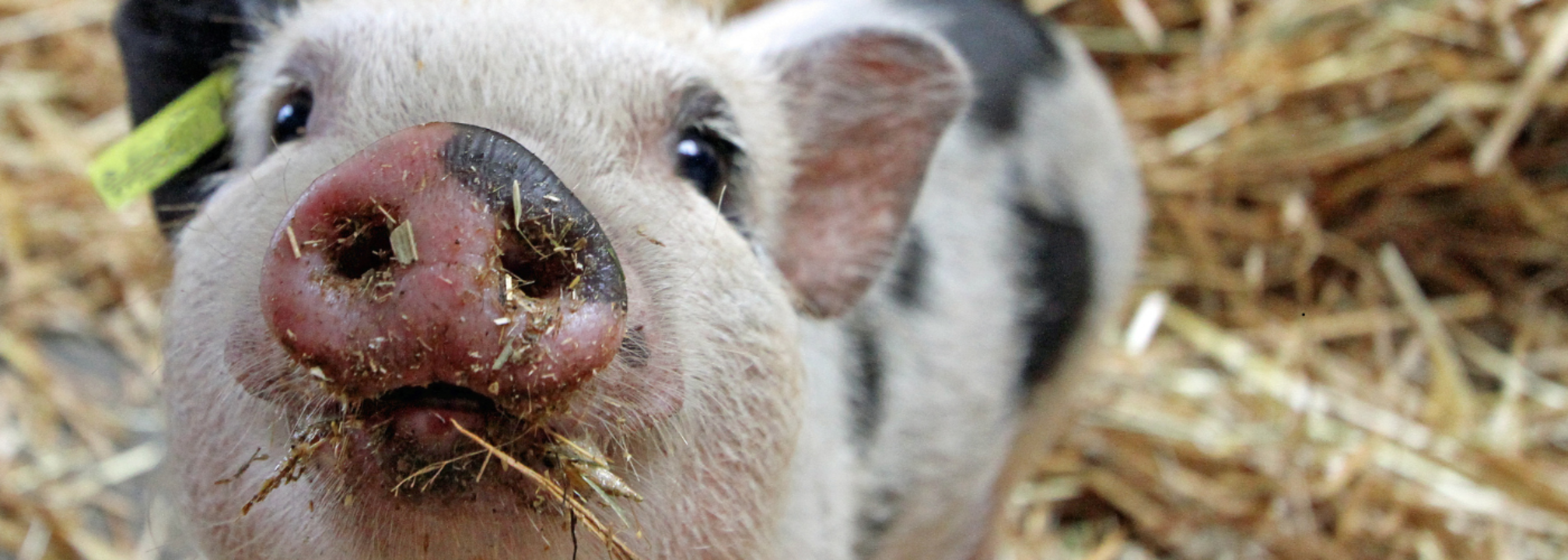 Chinese Influencer's Money-Saving Pig Feed Diet Raises Health Alarms ...