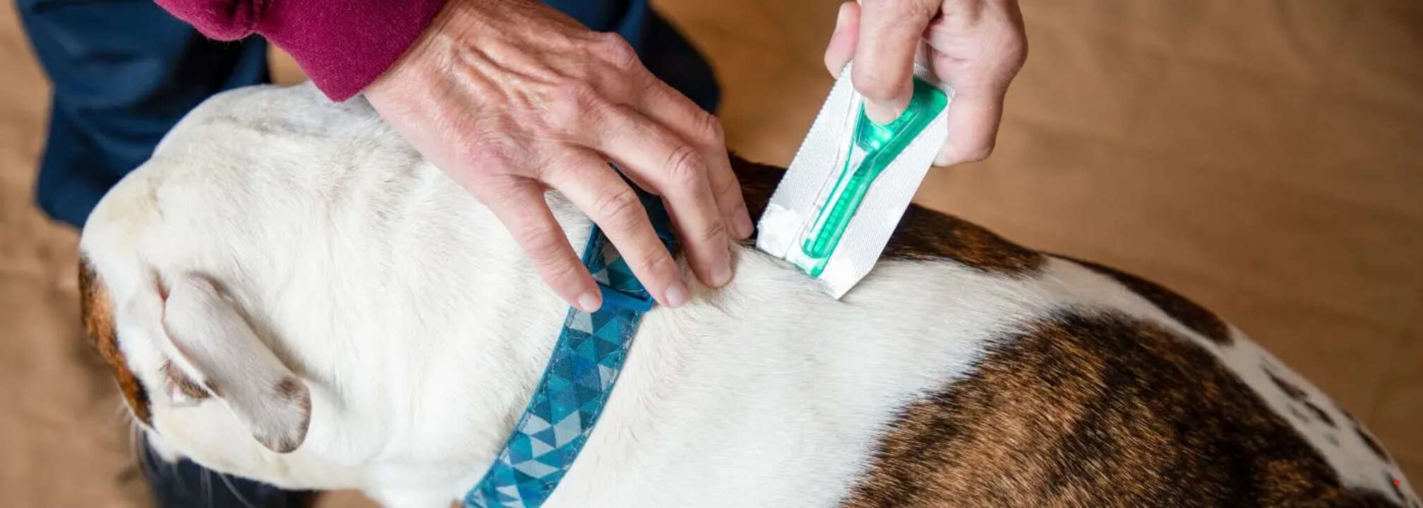 How To Get Rid Of Fleas In Your House And Stop Them From Infecting Your ...