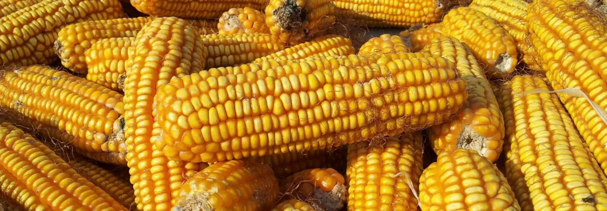 What Happens If You Eat Corn Everyday? | Health and Me