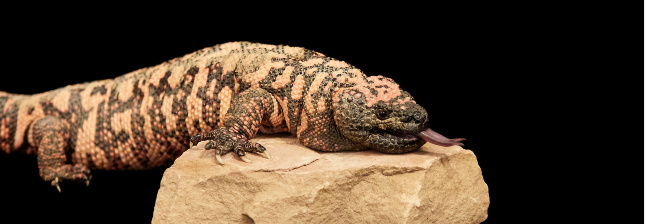 Ozempic Came From A Monster’s Venom-The Creature That Made Weight Loss ...