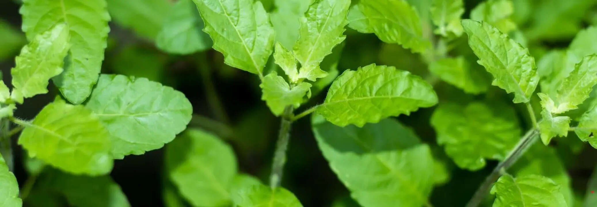 What Happens When You Eat Tulsi Leaves On An Empty Stomach? | Health and Me