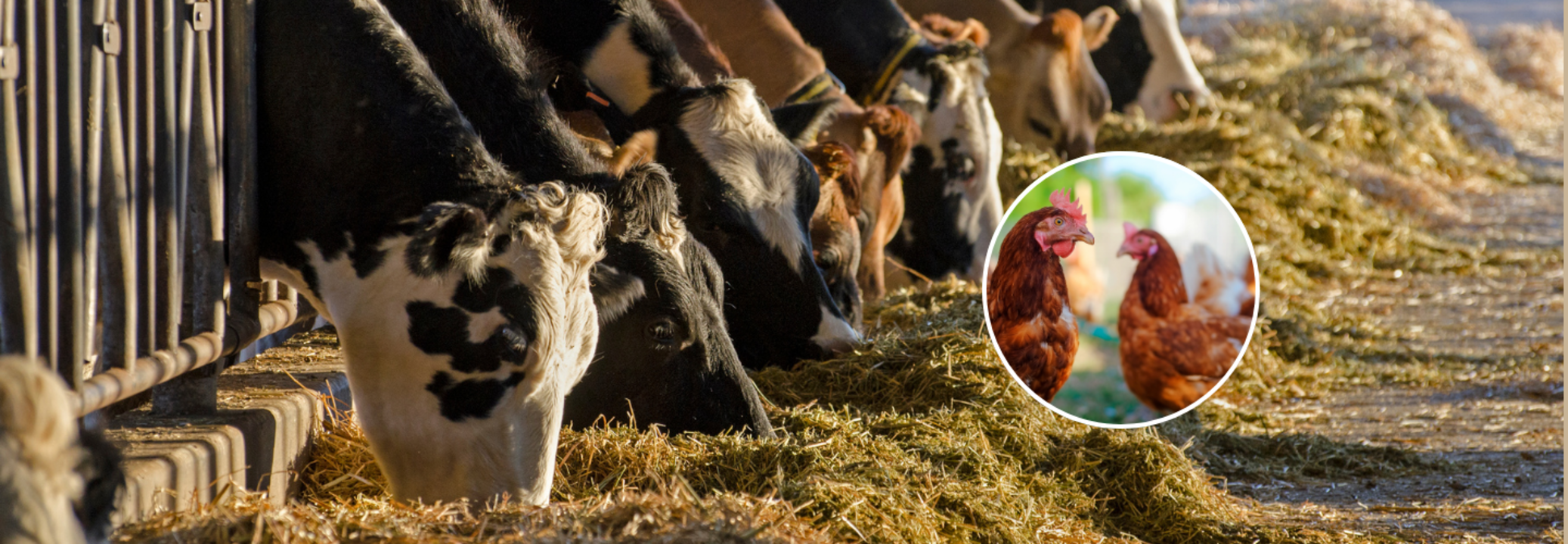Bird Flu Outbreak: H5N1 Detected In US Dairy Cows And Poultry; How To ...