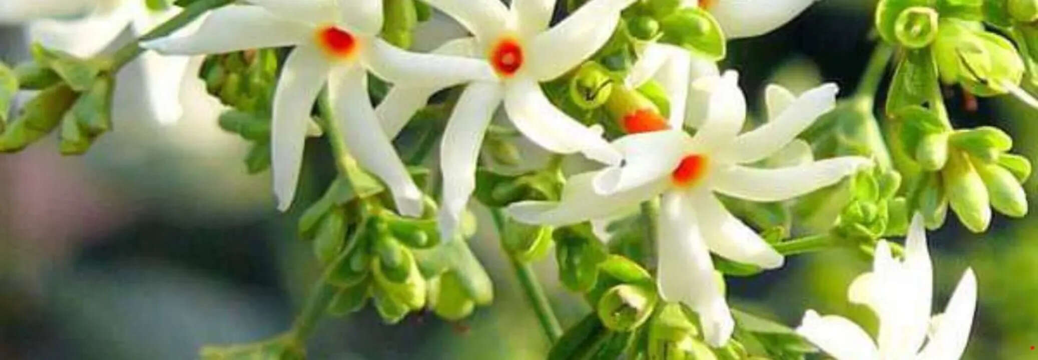 This Tree Revered In Hindu Texts Can Help Manage Arthritis | Health and Me