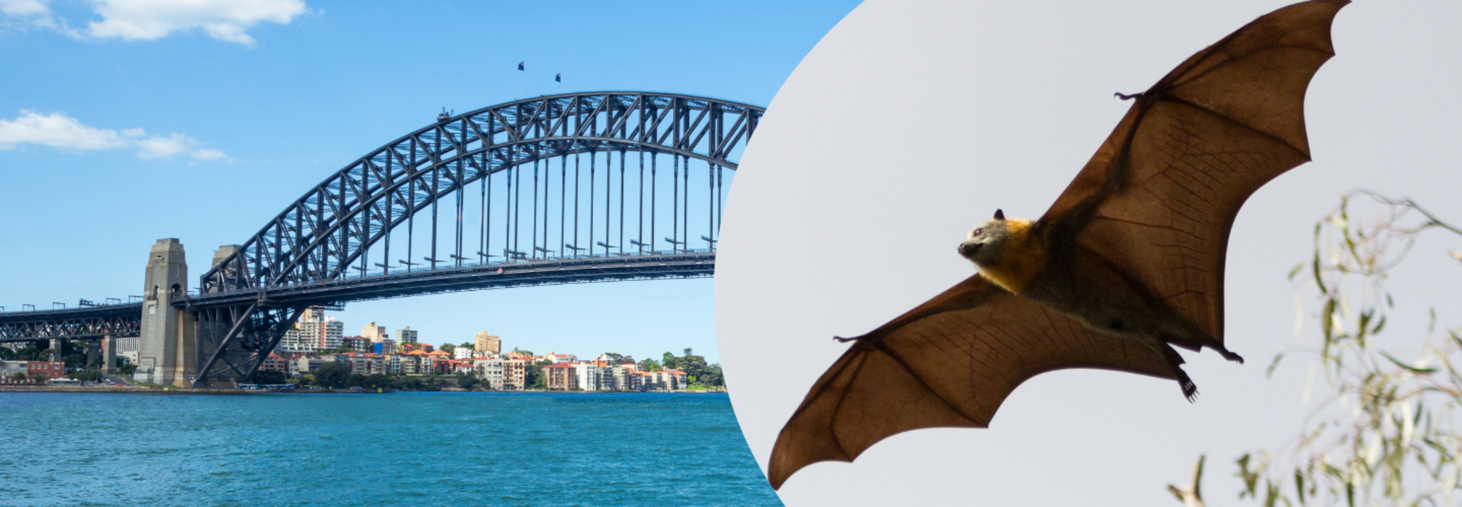 Australian Man Battles For Life After Rare 'Rabies-Like' Bat Bite; What ...