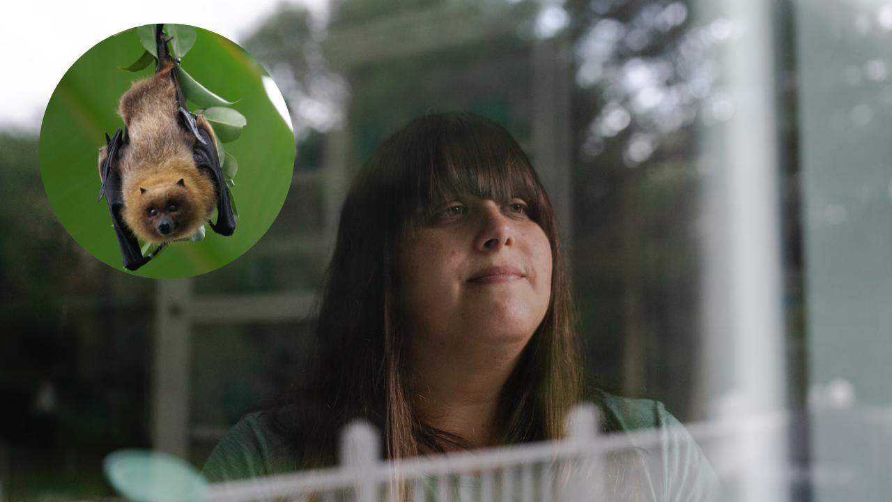 How A Bat-Scare Cost A 33-year-old Massachusetts Resident A Medical ...