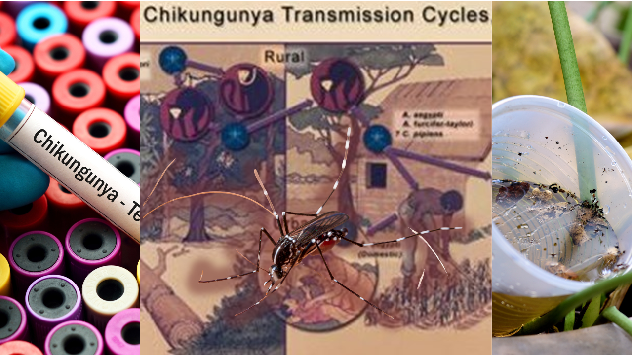 Medical Memoir: How Chikungunya, A Tanzinian Virus Affected Millions ...