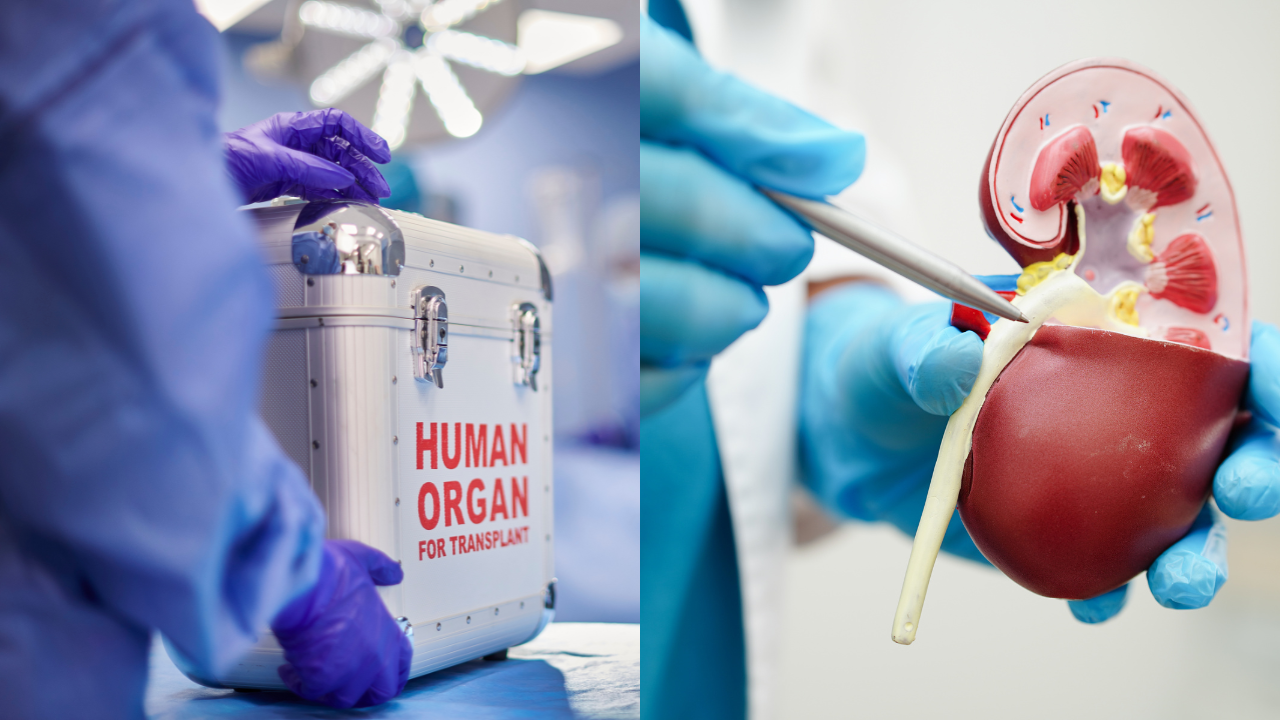 World Organ Transplant Day: From 3D Printing To Lab-Grown Organs, Transplant Breakthroughs Are ...