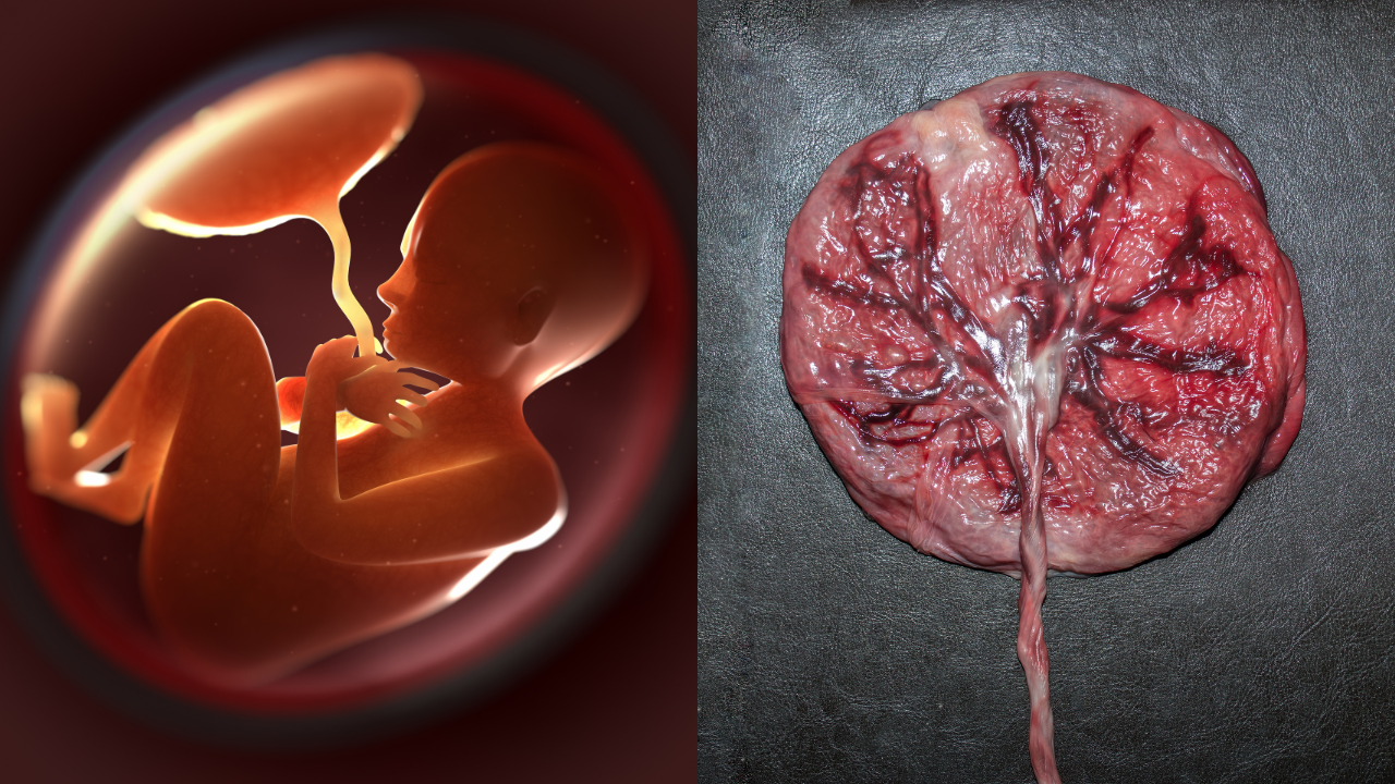 Why Placenta Banking Is Being Called the Ultimate Health Insurance for ...
