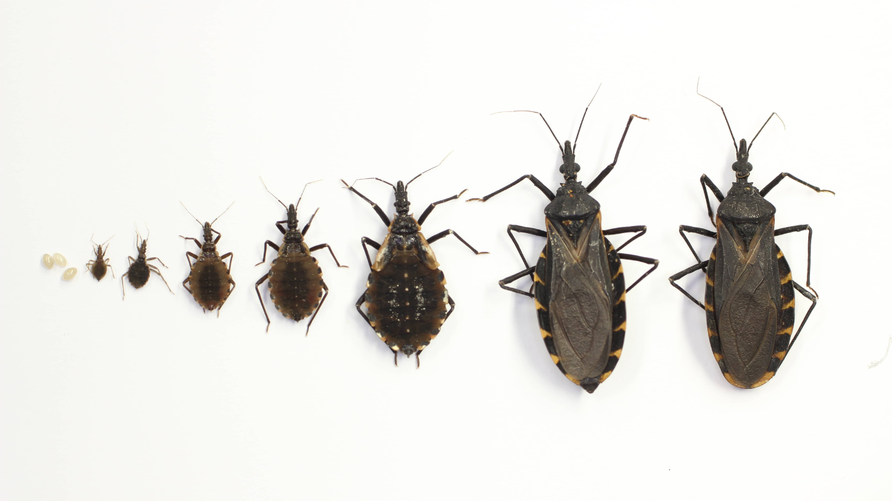 Kissing Bugs Disease Could Soon Become An Endemic, Says CDC | Health and Me