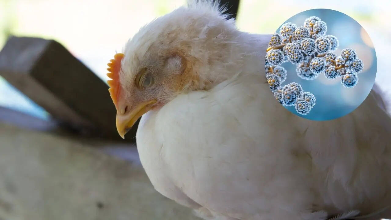 H5N1 Strikes Again: Poultry Farms Across the U.S. Affected | Health and Me