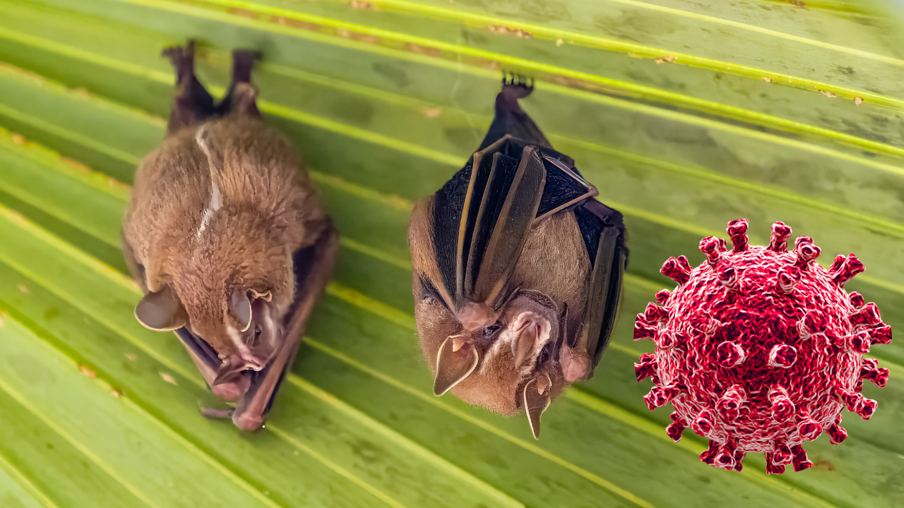 Coronavirus-Like Virus Discovered in South American Bats, Researchers ...