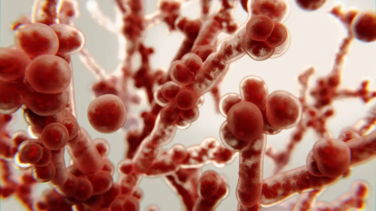 Superbug Fungus Candida Auris Is Spreading In The U.S., Check Where ...