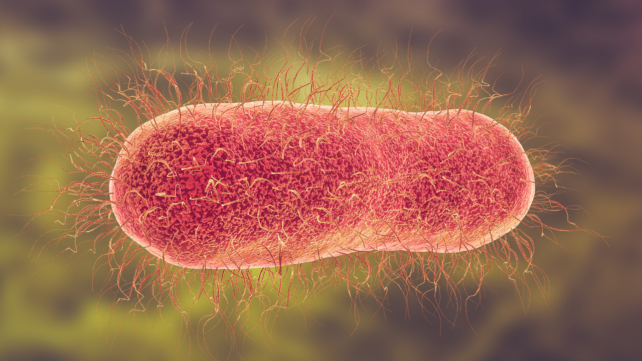 Superbug Alert: Drug-Resistant Typhoid Fever Returns as a Growing Global Threat | Health and Me