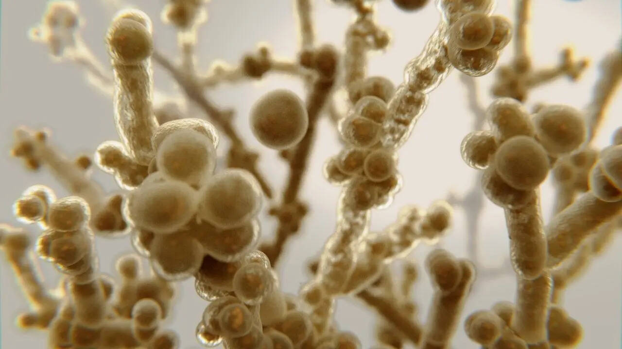 Candida Auris Spreads Across 26 US States; Here’s Who Is Most At Risk ...