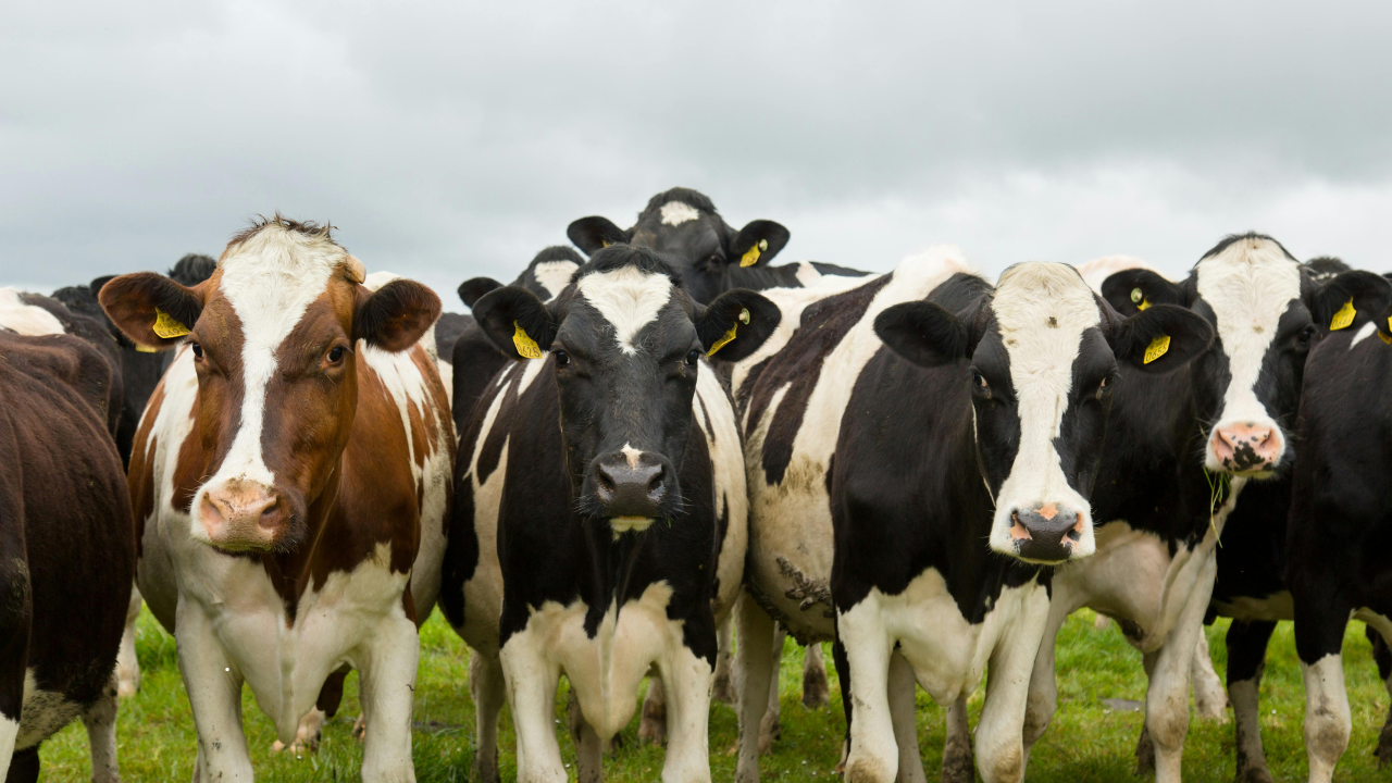 Bird Flu Detected in Dutch Cow, Marking Europe’s First Case | Health and Me