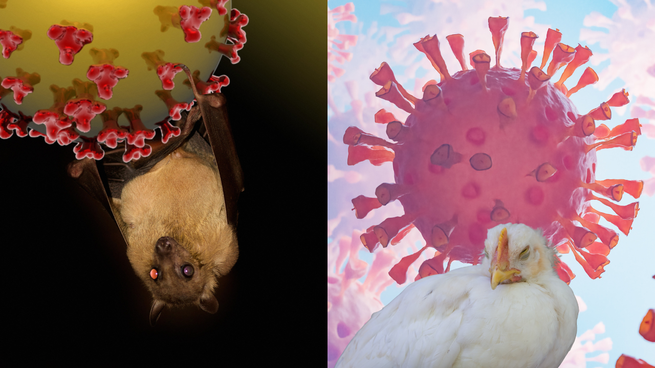 Nipah vs Bird Flu in India: Which Virus Poses A Greater Threat To ...