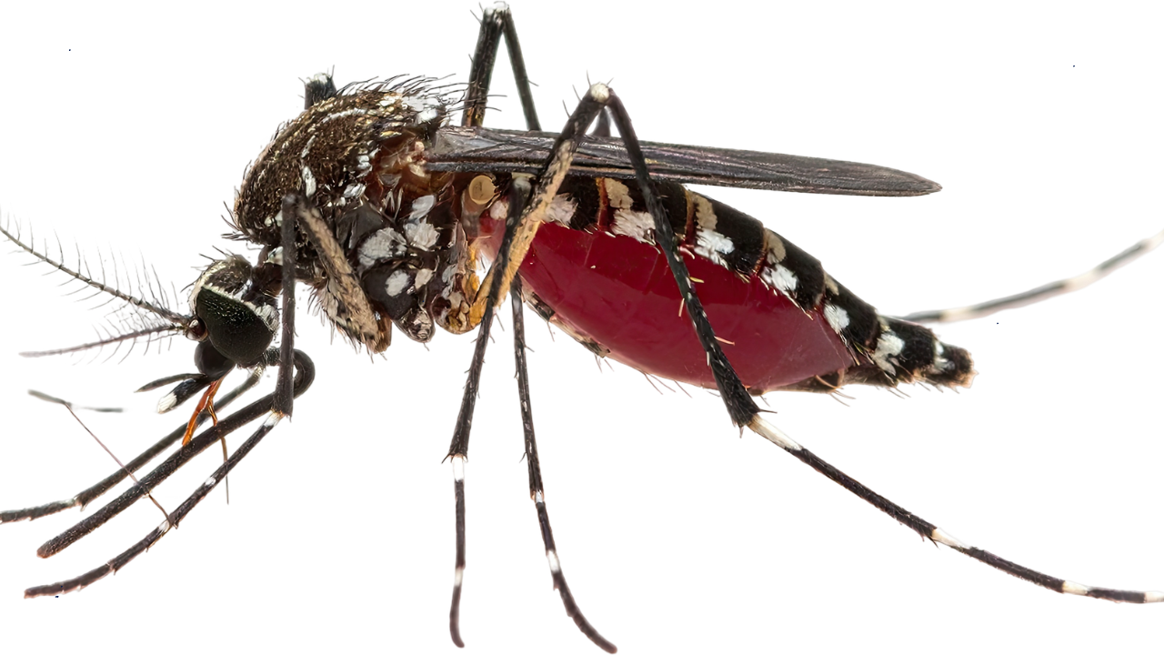 ‘Breakbone Fever’: US CDC Warns Of Dengue Surge Across 17 Countries ...