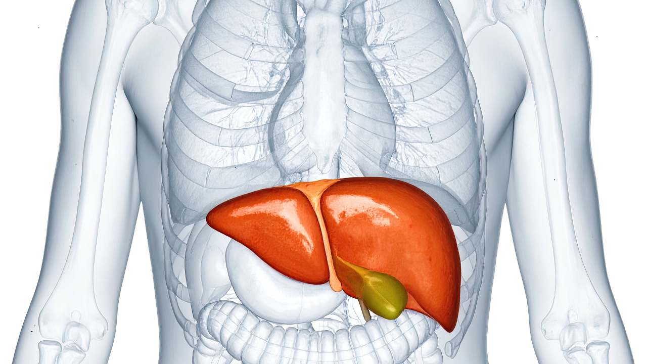 World Liver Day 2026: Origin, Theme, and Significance | Health and Me