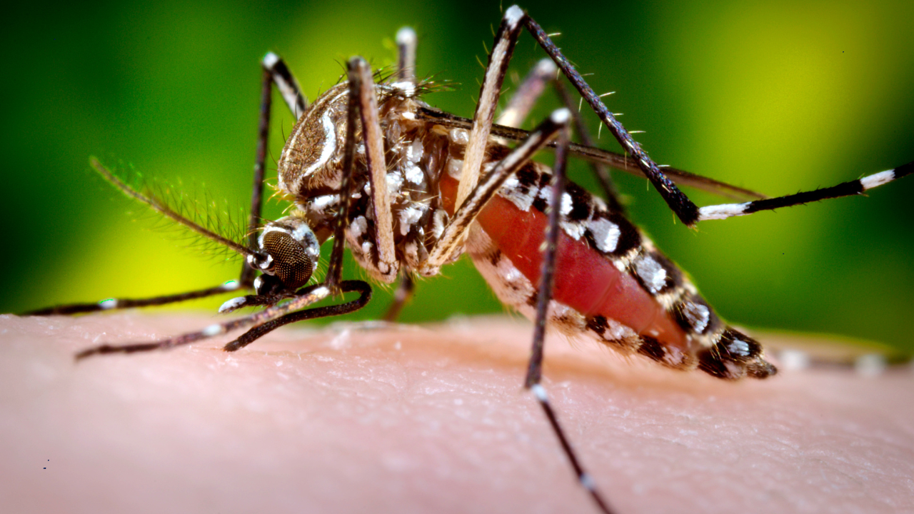 Need To Close Diagnostics And Vaccine Gaps To Tackle Dengue, Say ...