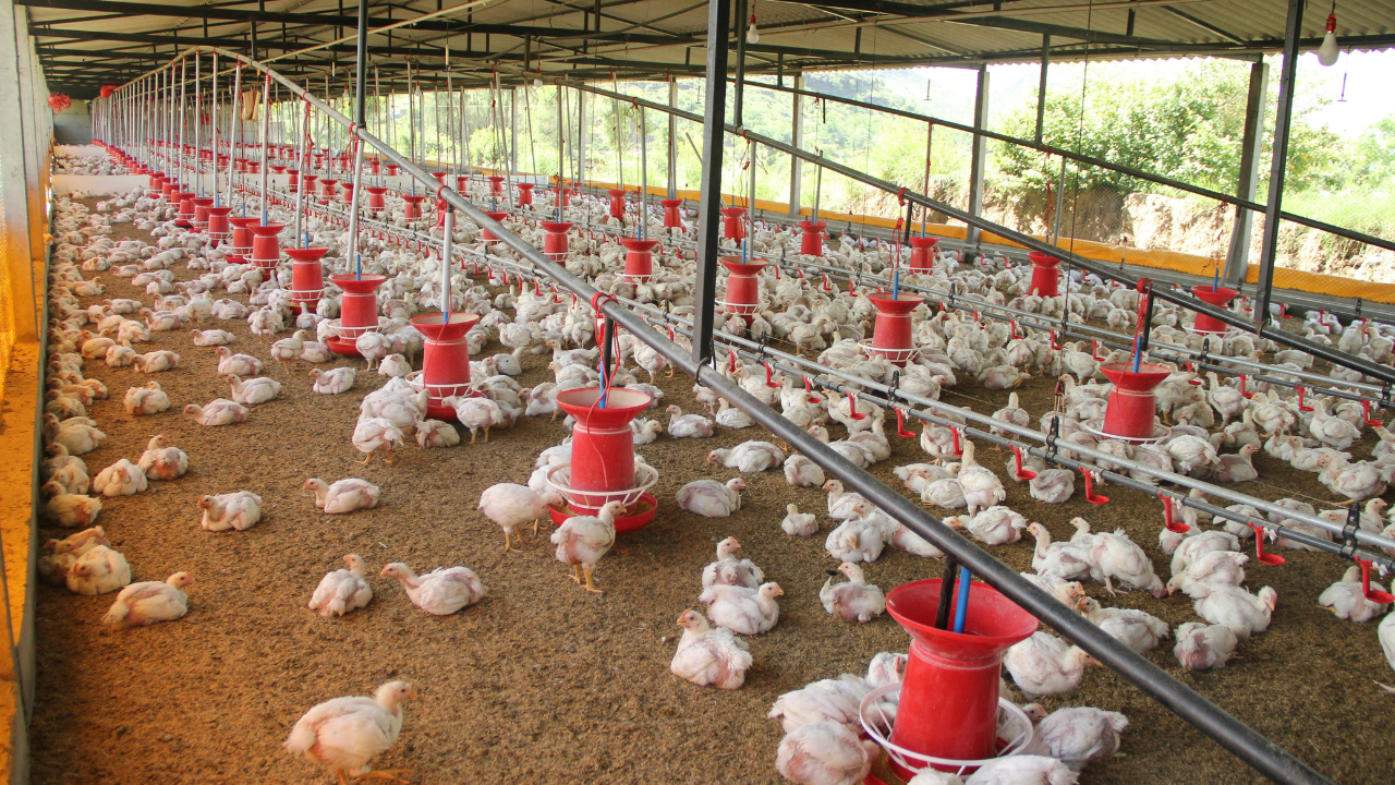 US CDC Links Recent Salmonella Outbreak To Backyard Poultry | Health and Me
